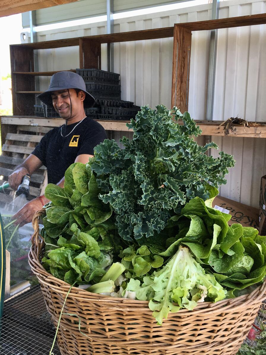 Refugees cultivate healthy living through New Roots | International ...