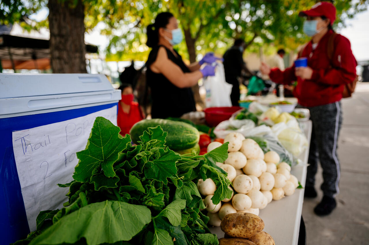 Hard work at New Roots farm pays off | The IRC