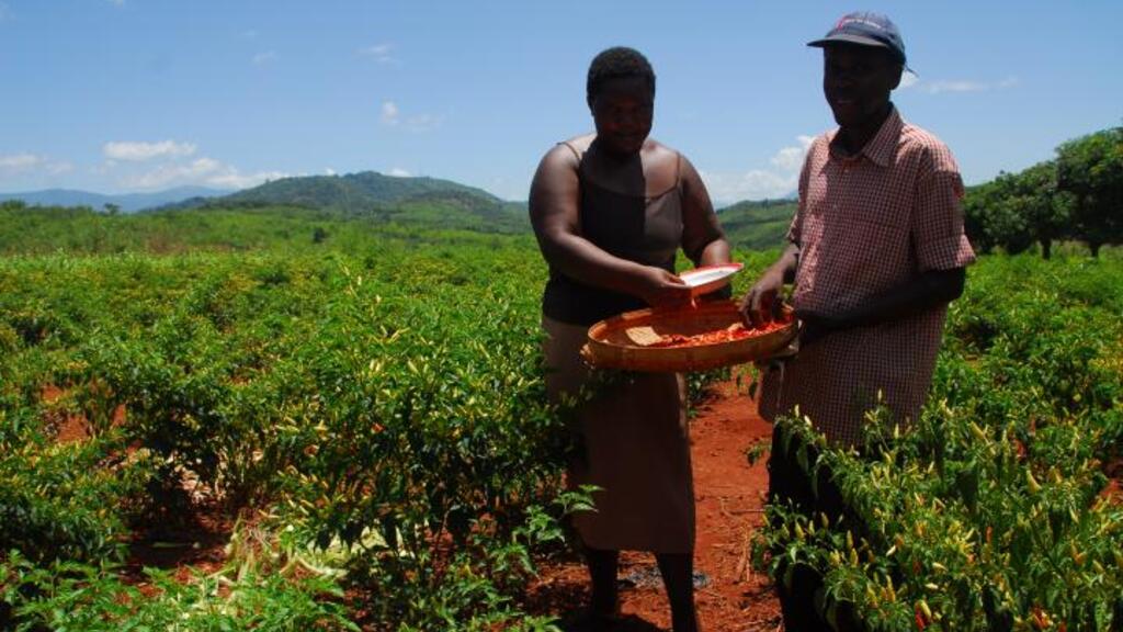 Zimbabwe: Creating potentially sustainable tabasco chilli farming ...