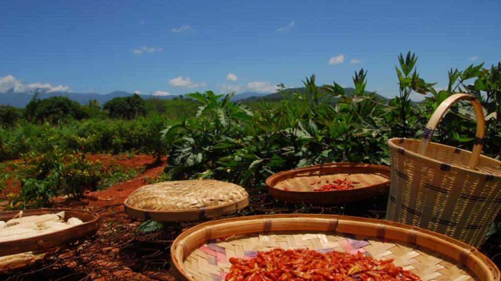 Zimbabwe: Creating potentially sustainable tabasco chilli farming ...