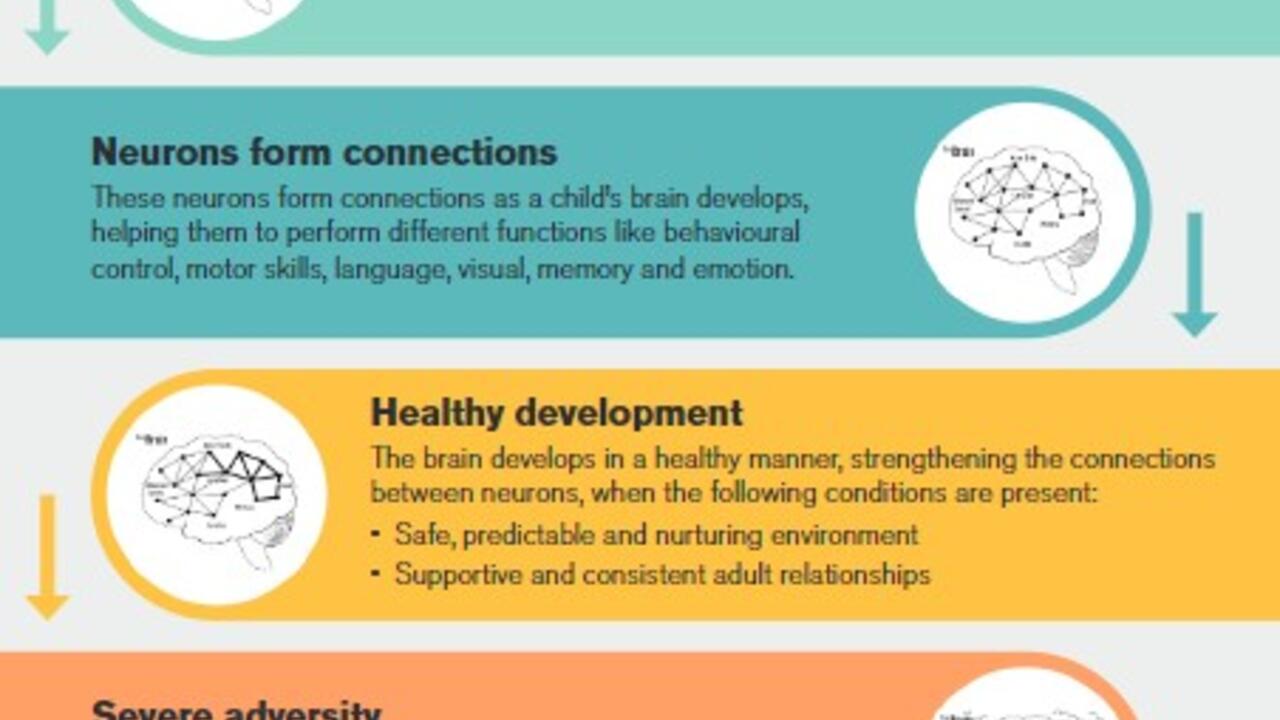 Toxic Stress and Brain Development Poster | The IRC