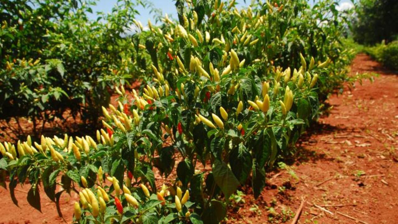 Zimbabwe: Creating potentially sustainable tabasco chilli farming ...