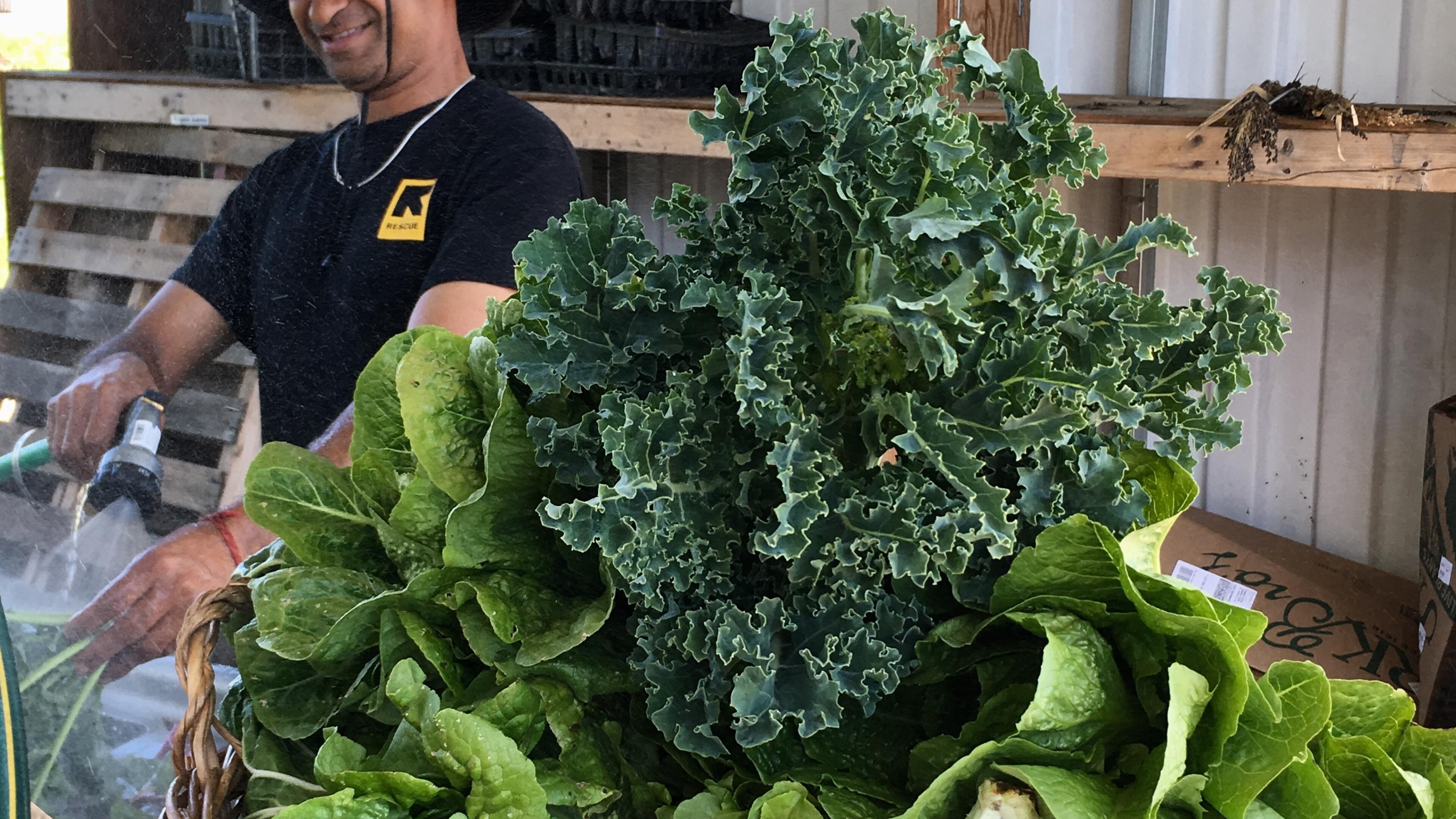 Refugees cultivate healthy living through New Roots | International ...