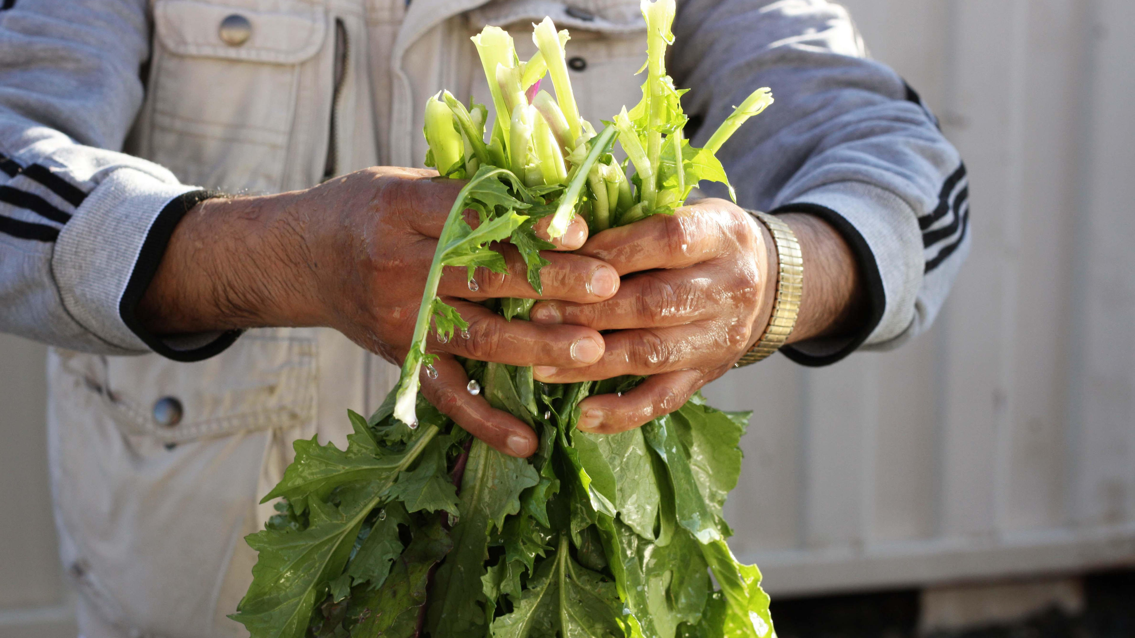 New Roots in Sacramento | International Rescue Committee (IRC)